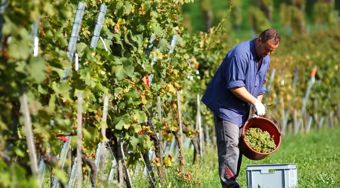 Corfu Winery Tour And Tasting: Discover The Authentic Flavors Of Corfu ...